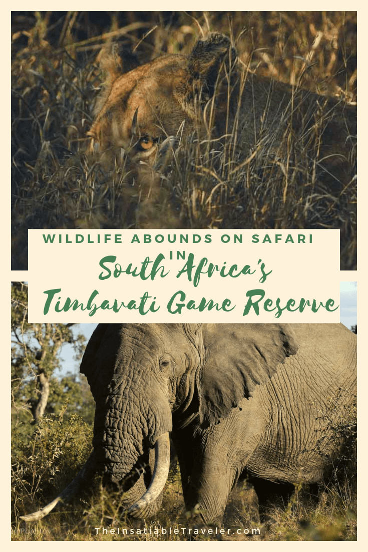 Wildlife Abounds on Safari in South Africa's Timbavati Game Reserve