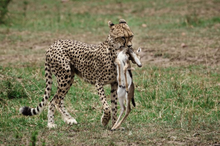 What do Cheetahs Eat? The Answer and the Day I Found Out First Hand