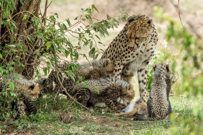 What do Cheetahs Eat? The Answer and the Day I Found Out First Hand