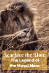 Scarface the Lion: The Legend of the Masai Mara