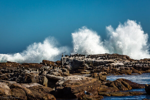 Take a Picture Perfect Day Trip to Cape Point South Africa