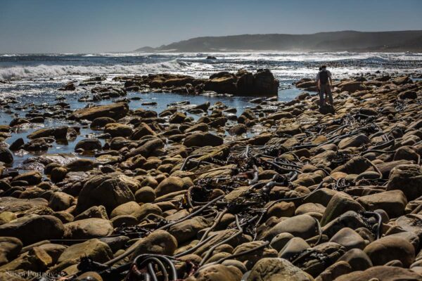 Take a Picture Perfect Day Trip to Cape Point South Africa