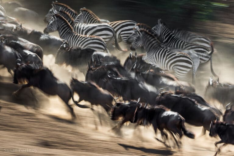 Discover the Extraordinary Great Wildebeest Migration in Kenya