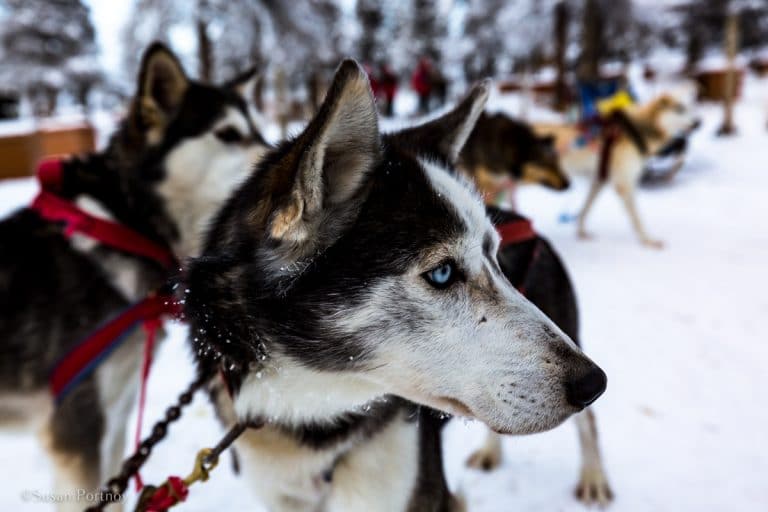 Don't Miss Dog Sledding in Canada's Whitehorse in Yukon