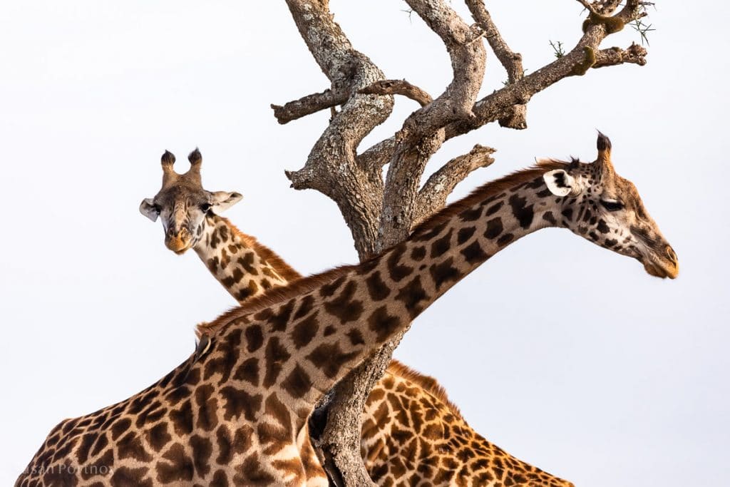 How To See The Big 5 In Kenya And So Much More how-to-see-the-big-5-in-kenya-and-so-much-more