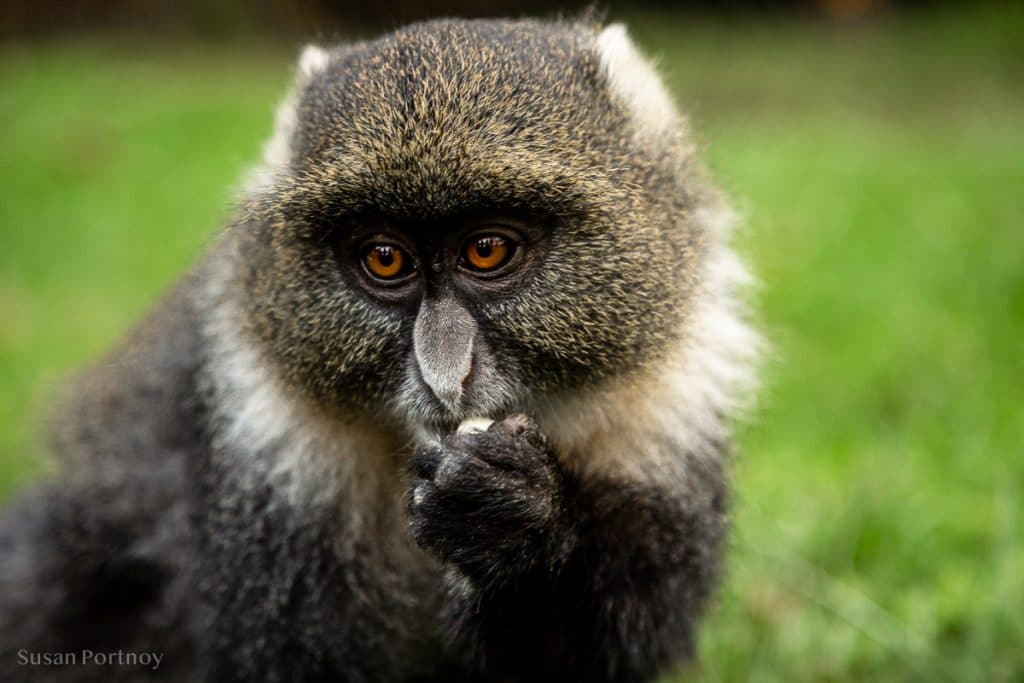 How to See the Big 5 in Kenya and So Much More