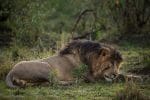Scarface the Lion: The Masai Mara Legend