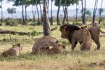 Scarface the Lion: The Masai Mara Legend