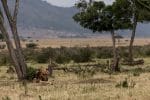 Scarface the Lion: The Masai Mara Legend