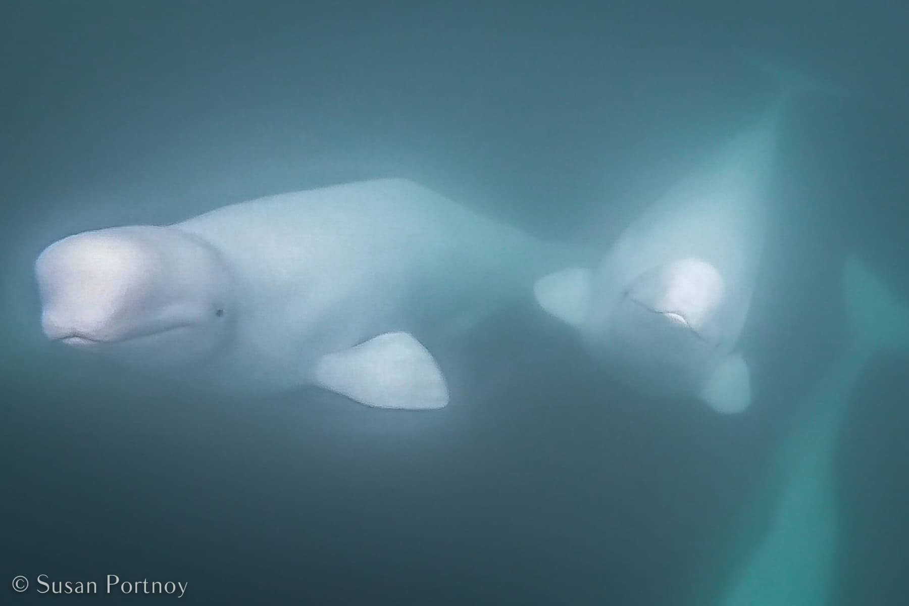 Don't Miss Churchill's Astonishing Beluga Whale Migration - The ...