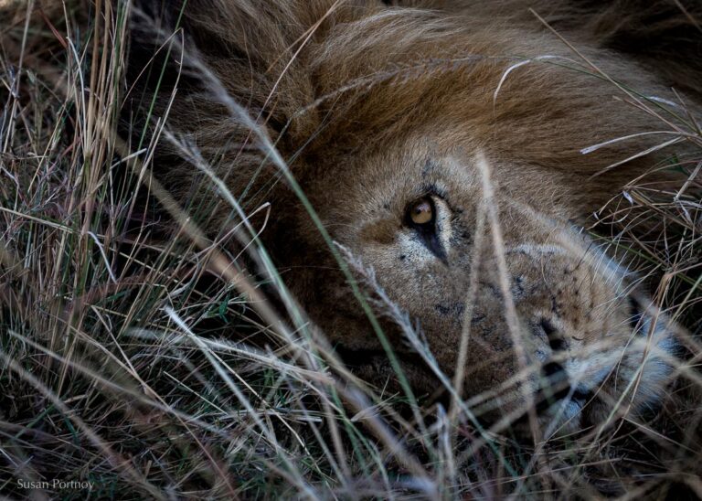Scarface the Lion: The Masai Mara Legend