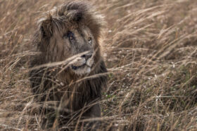 Scarface the Lion: The Masai Mara Legend