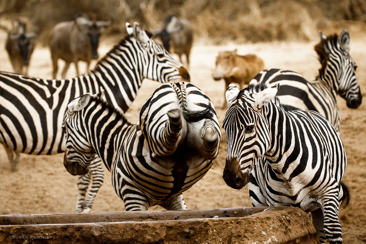 Affordable African Safari Camps with Great Wildlife Viewing