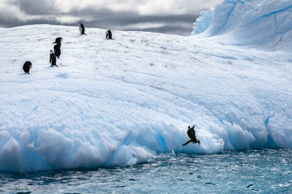 Essential Antarctica Photography Tips: Creative & Practical