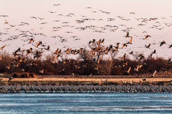 The Best Places to See Nebraska's Sandhill Crane Migration