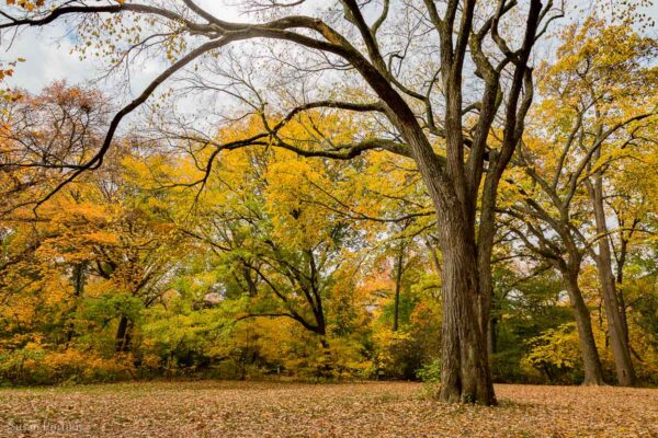 Central Park in Fall: The Best Places to Photograph Autumn Foliage
