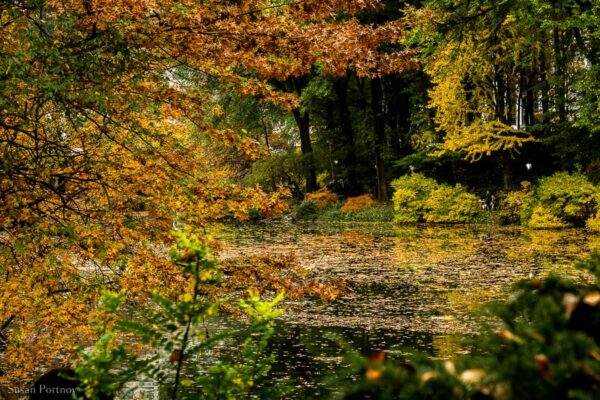 Central Park in Fall: The Best Places to Photograph Autumn Foliage