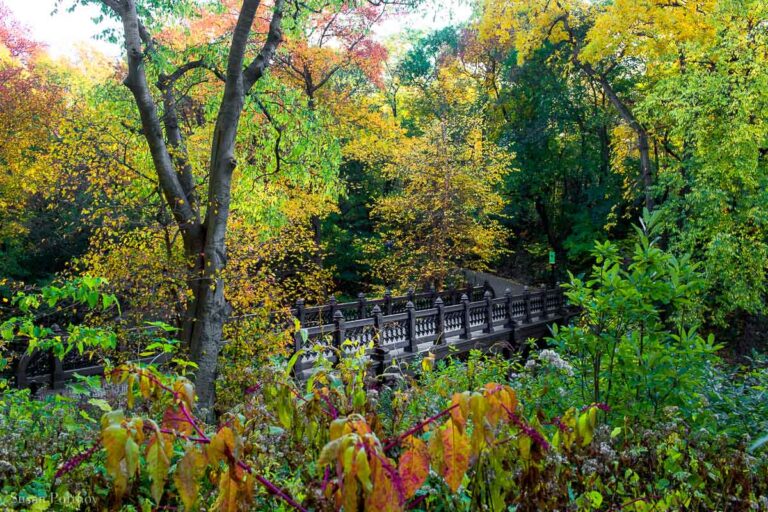 Central Park in Fall: The Best Places to Photograph Autumn Foliage