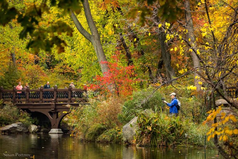 Central Park in Fall: The Best Places to Photograph Autumn Foliage