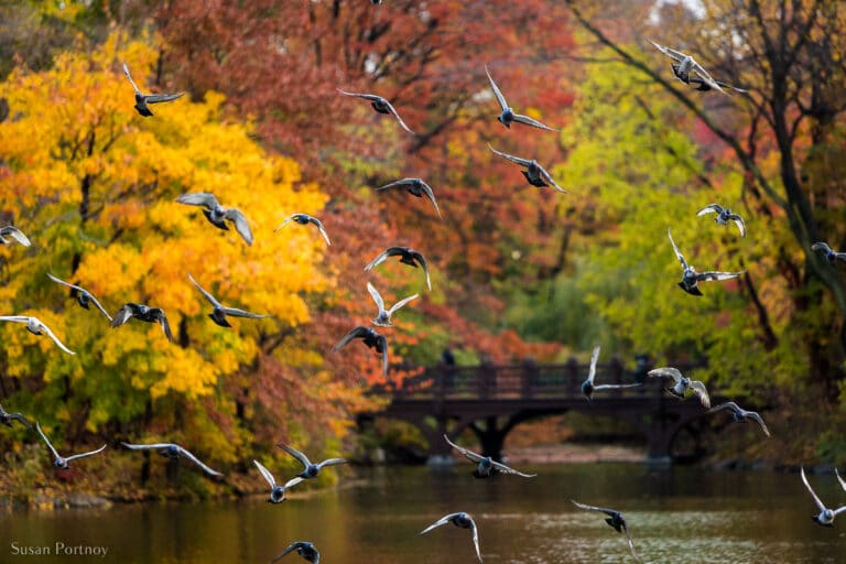 Central Park in Fall: The Best Places to Photograph Autumn Foliage